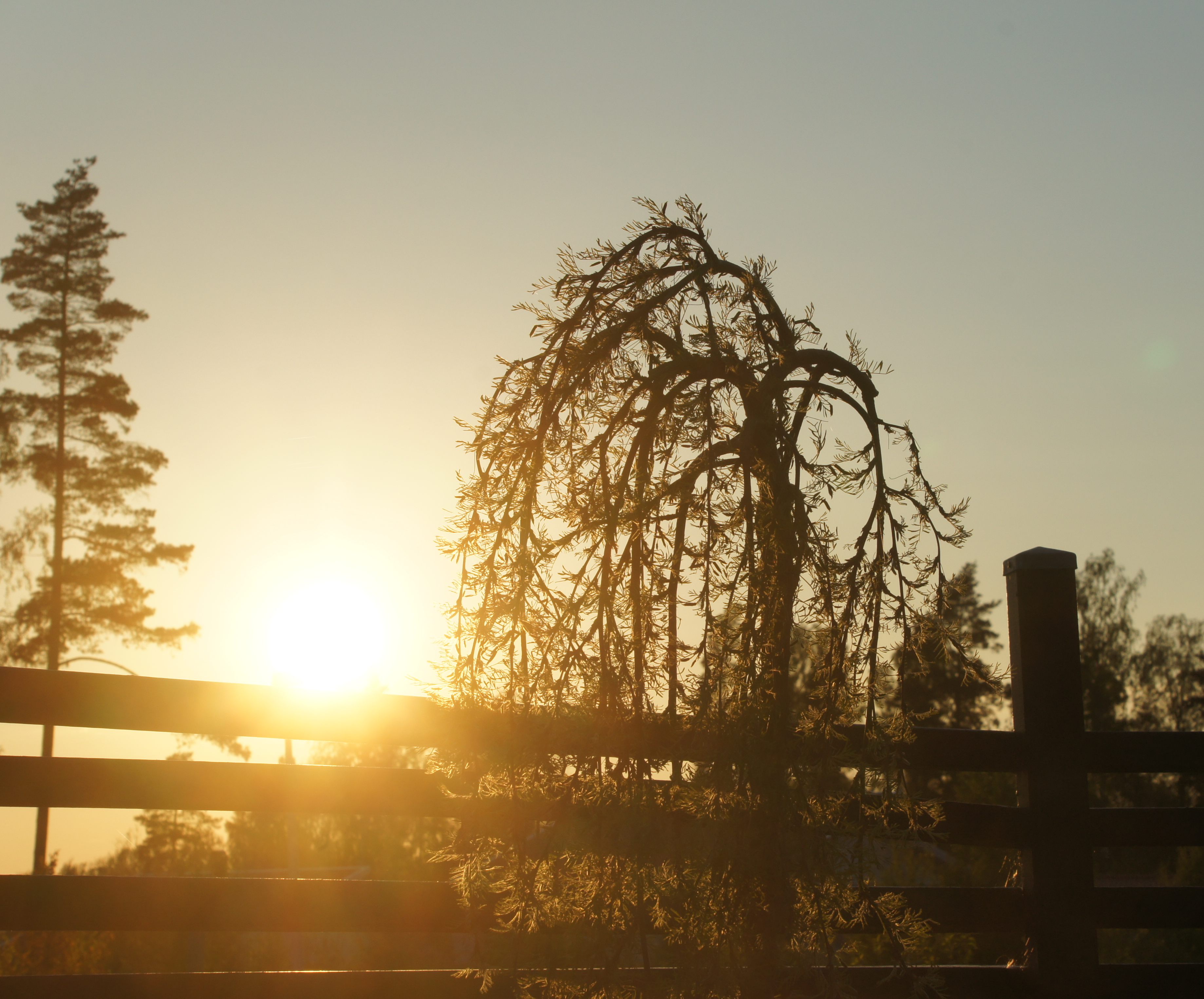 Sibirisk-ärtbuske-2-R-DSC07718 - Gott för själen